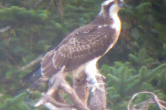 Blog | Dyfi Osprey Project