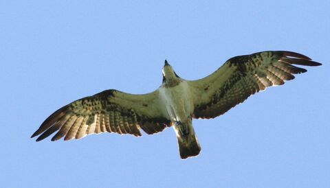 Tegid is Back Again | Dyfi Osprey Project | Wales