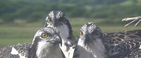 August - What Happens Now | Dyfi Osprey Project | Wales