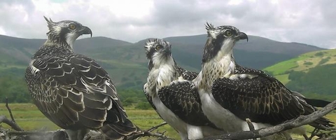 Osprey Hide and Seek | Dyfi Osprey Project | Wales