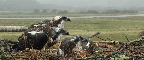 Up Up and Away, but Not Too Far | Dyfi Osprey Project | Wales