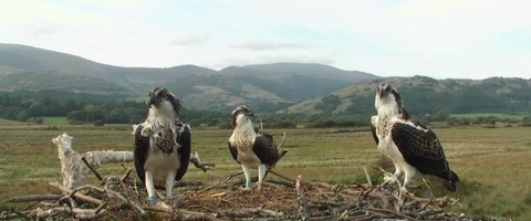 So, Who's That Now | Dyfi Osprey Project | Wales