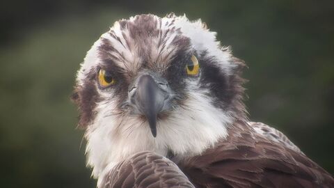 2020 DNA Results | Dyfi Osprey Project | Wales