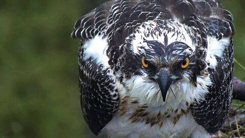 Peris: A Four Day Vacation | Dyfi Osprey Project | Wales
