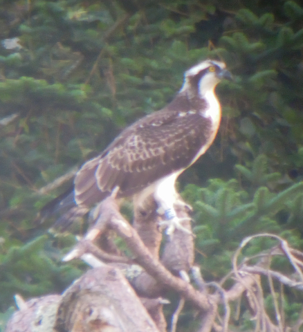 Paith is Spotted in Brittany | Dyfi Osprey Project