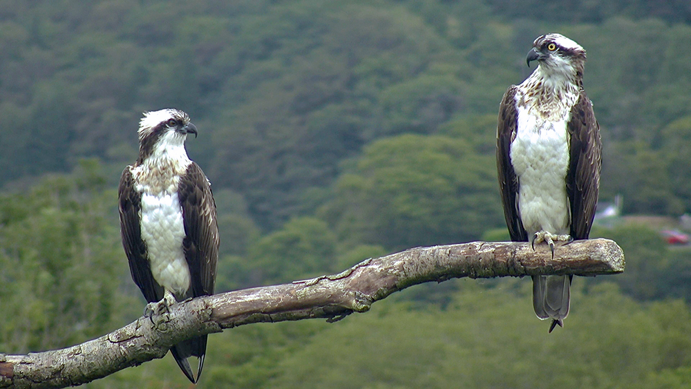 Telyn | Dyfi Osprey Project