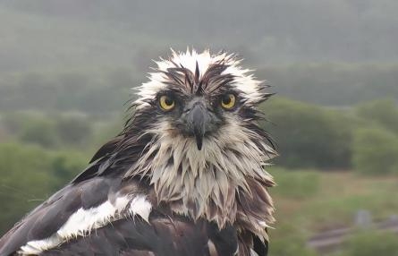 Telyn | Dyfi Osprey Project
