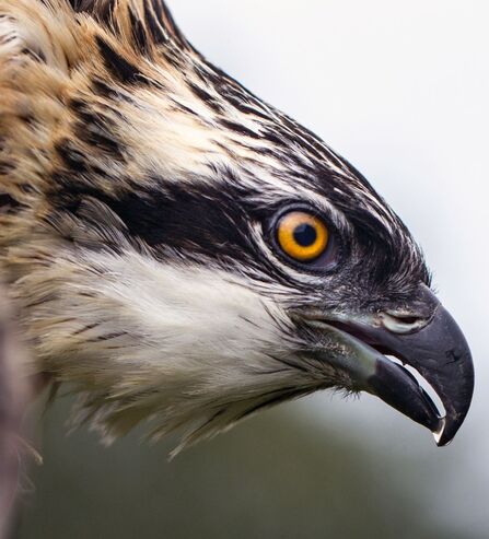 Welsh Ospreys, DNA and Genetics - Part III | Dyfi Osprey Project | Wales