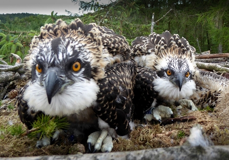 Merin is Breeding in England | Dyfi Osprey Project | Wales
