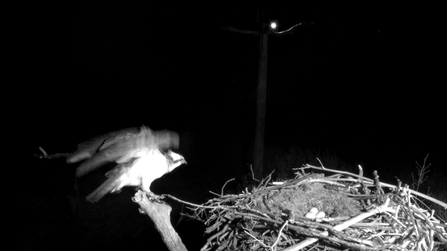 A Hat-Trick for Telyn | Dyfi Osprey Project | Wales