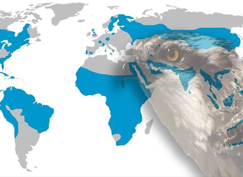 100 Osprey Facts | Dyfi Osprey Project